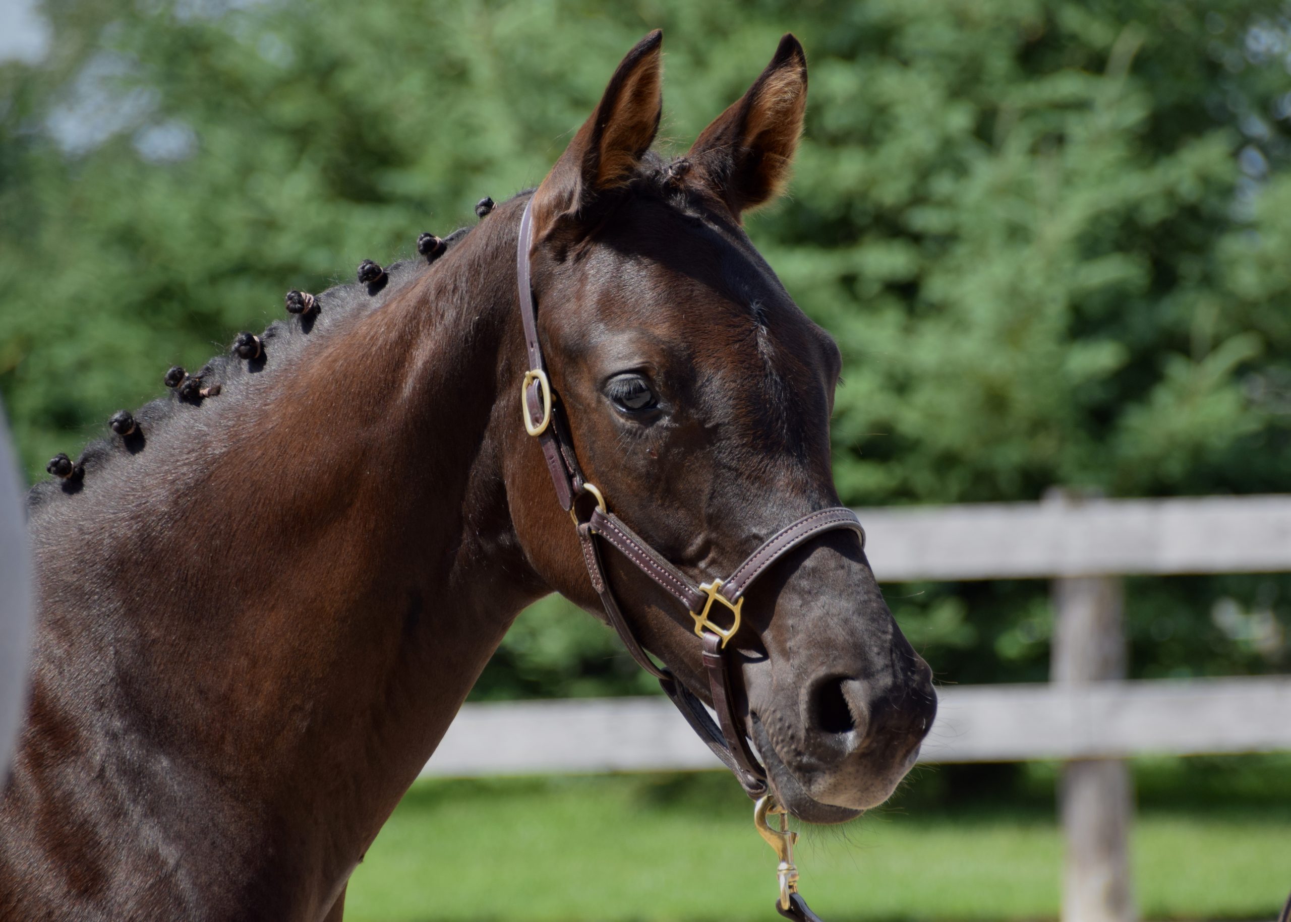 Gallery – Glenwood Stables